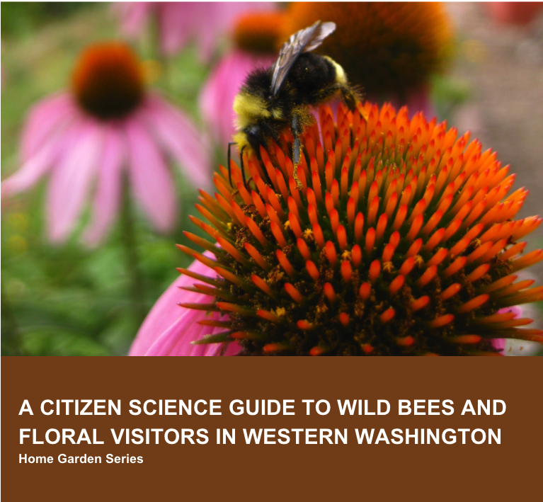Bee-yond Honey Bees | WSU Honey Bees + Pollinators Program | Washington ...