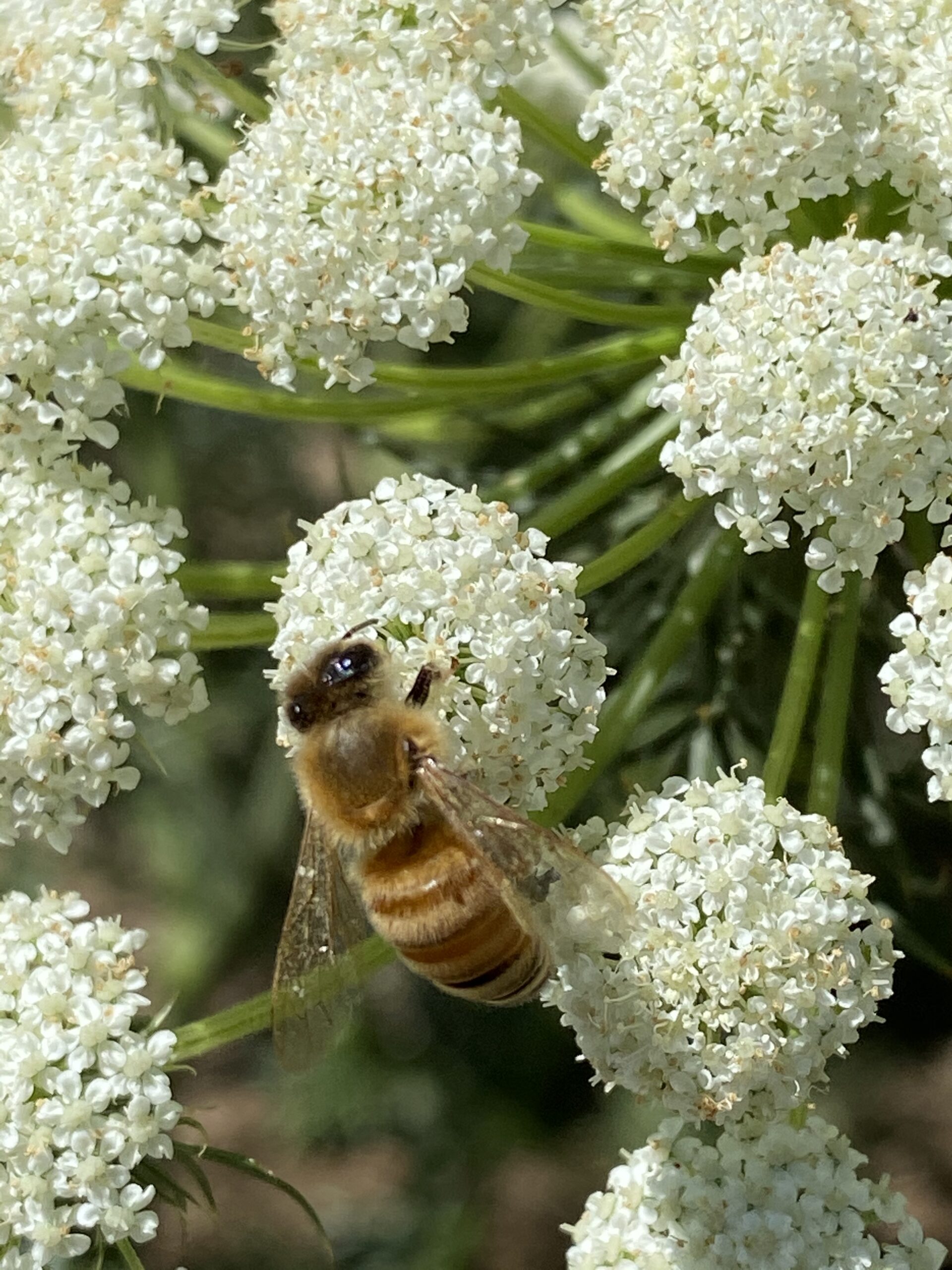 Buzzy Bee Blog | WSU Honey Bees + Pollinators Program | Washington ...