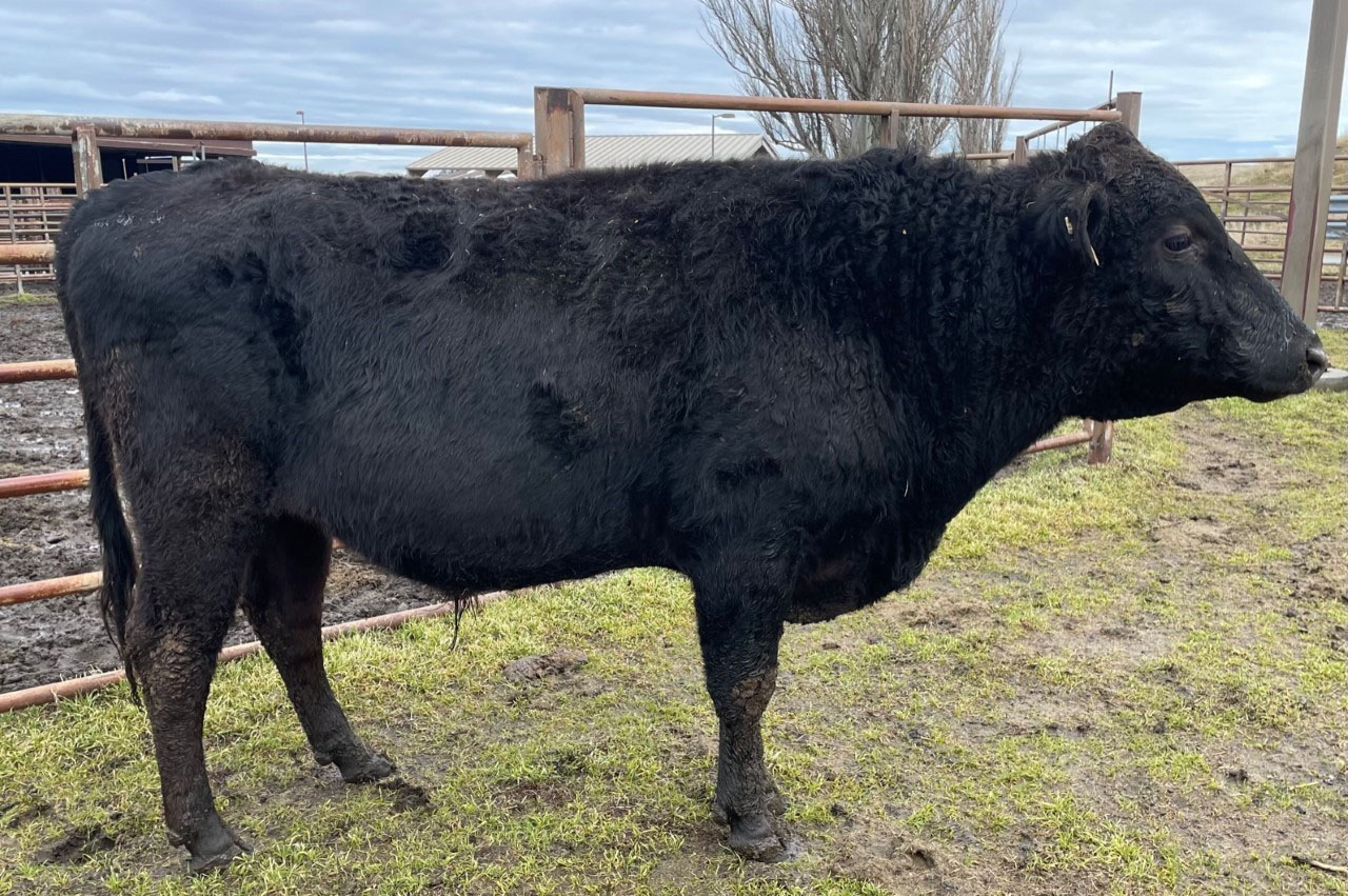 Beef Operations | Animal Sciences | Washington State University