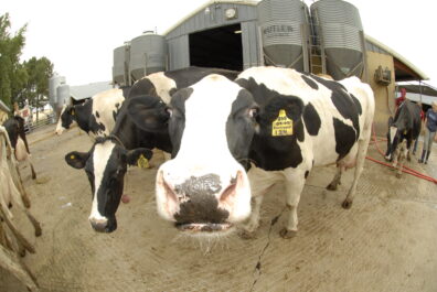 Animal Sciences | Washington State University