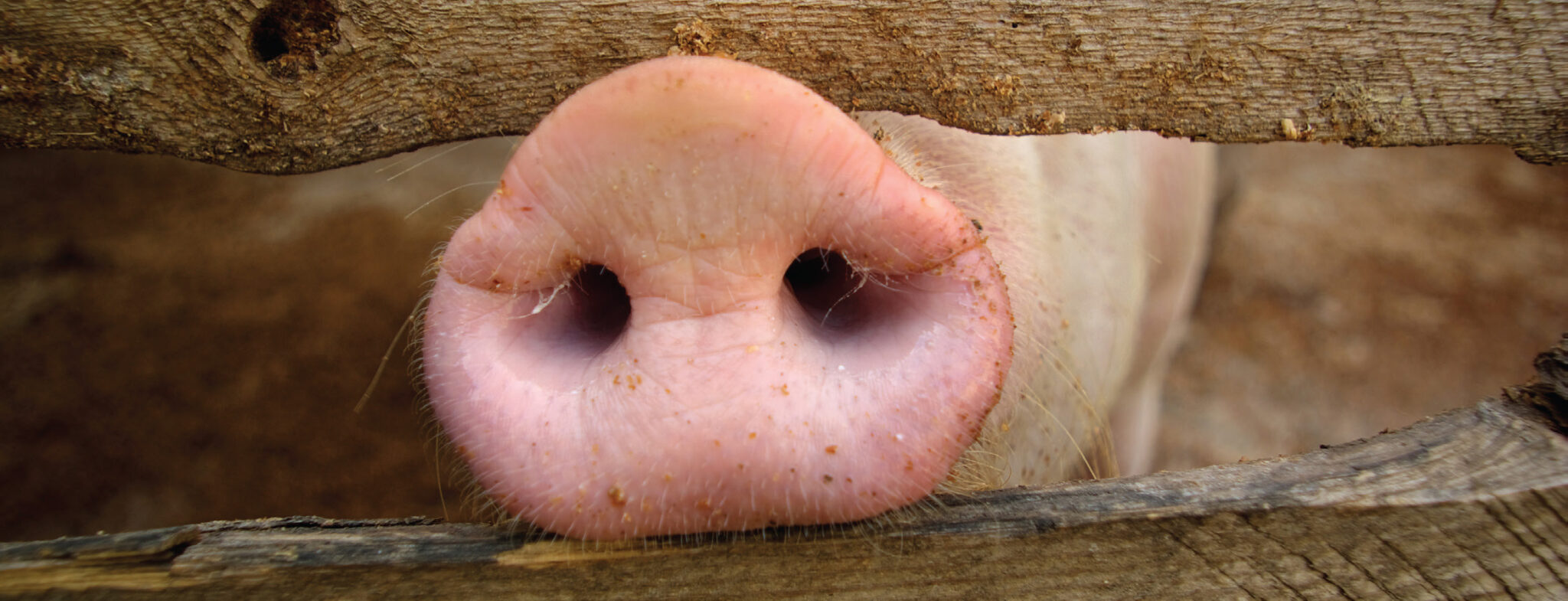 Pigs ARE cool! Seniah Flesher’s internship adventures on a Washington ...