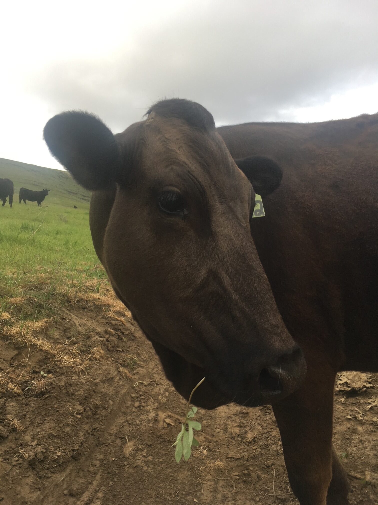 Great news from the WSU Wagyu herd | Animal Sciences | Washington State ...
