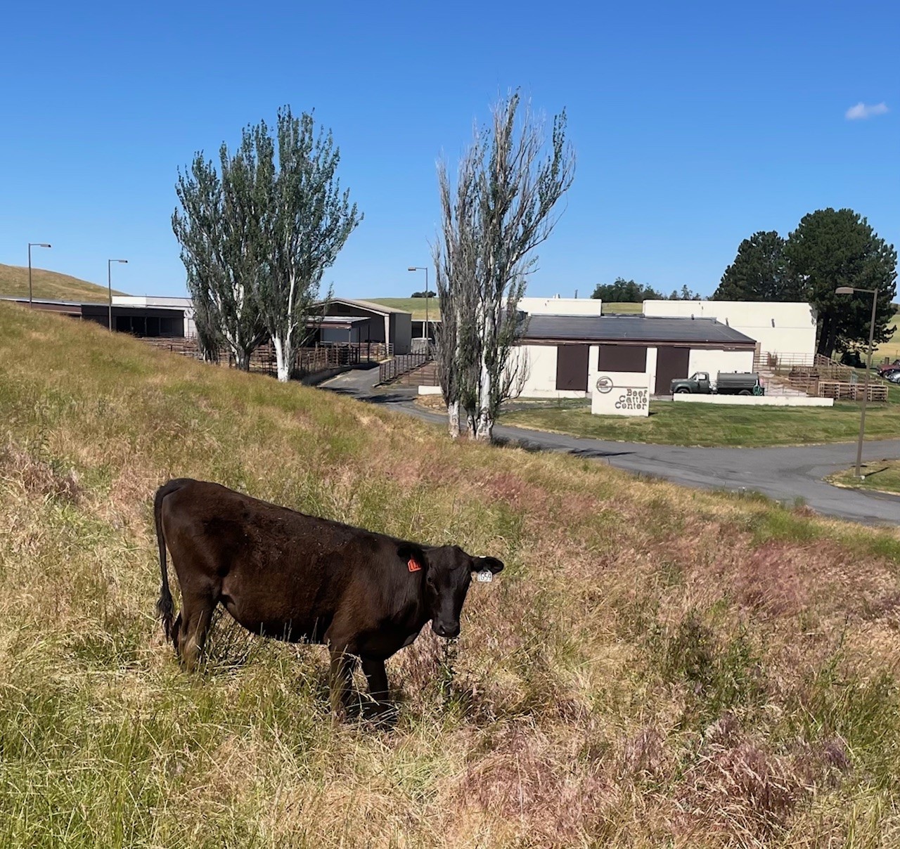 Animal Sciences | Washington State University