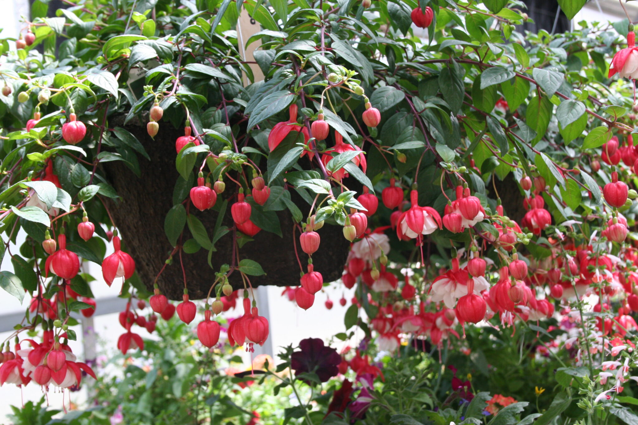 Teaching Greenhouses | Department of Horticulture | Washington State ...