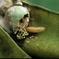 Pea: Pea Moth | Hortsense | Washington State University