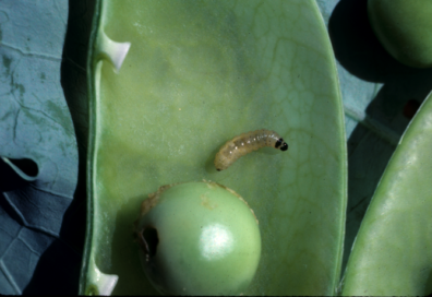 Pea: Pea Moth | Hortsense | Washington State University