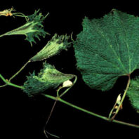 Herbicide Damage: 2,4-D and triclopyr | Hortsense | Washington State ...