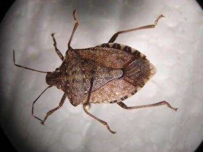 Grape: Brown marmorated stink bug | Hortsense | Washington State University