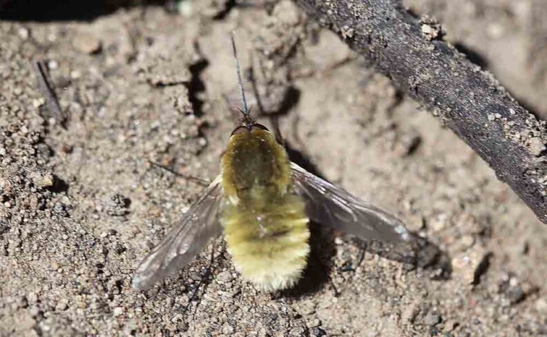 Parasitic Flies : Bee flies | Hortsense | Washington State University