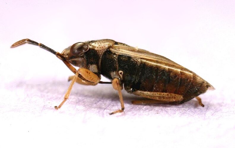 Predatory Bugs : Big-eyed bugs | Hortsense | Washington State University