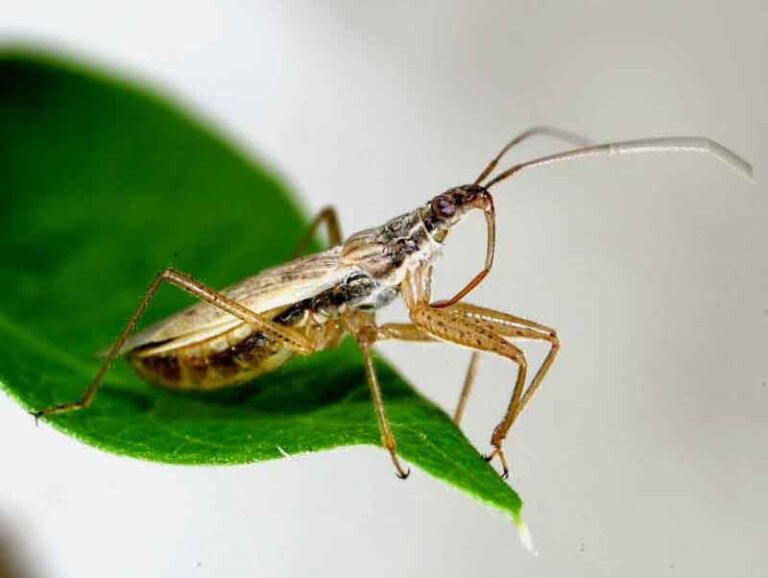 Predatory Bugs : Damsel bugs | Hortsense | Washington State University