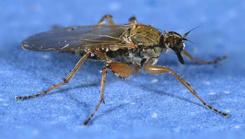 Predatory Flies : Dance flies | Hortsense | Washington State University
