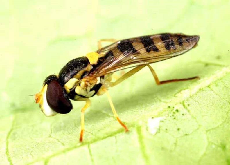Predatory Flies : Hover flies | Hortsense | Washington State University