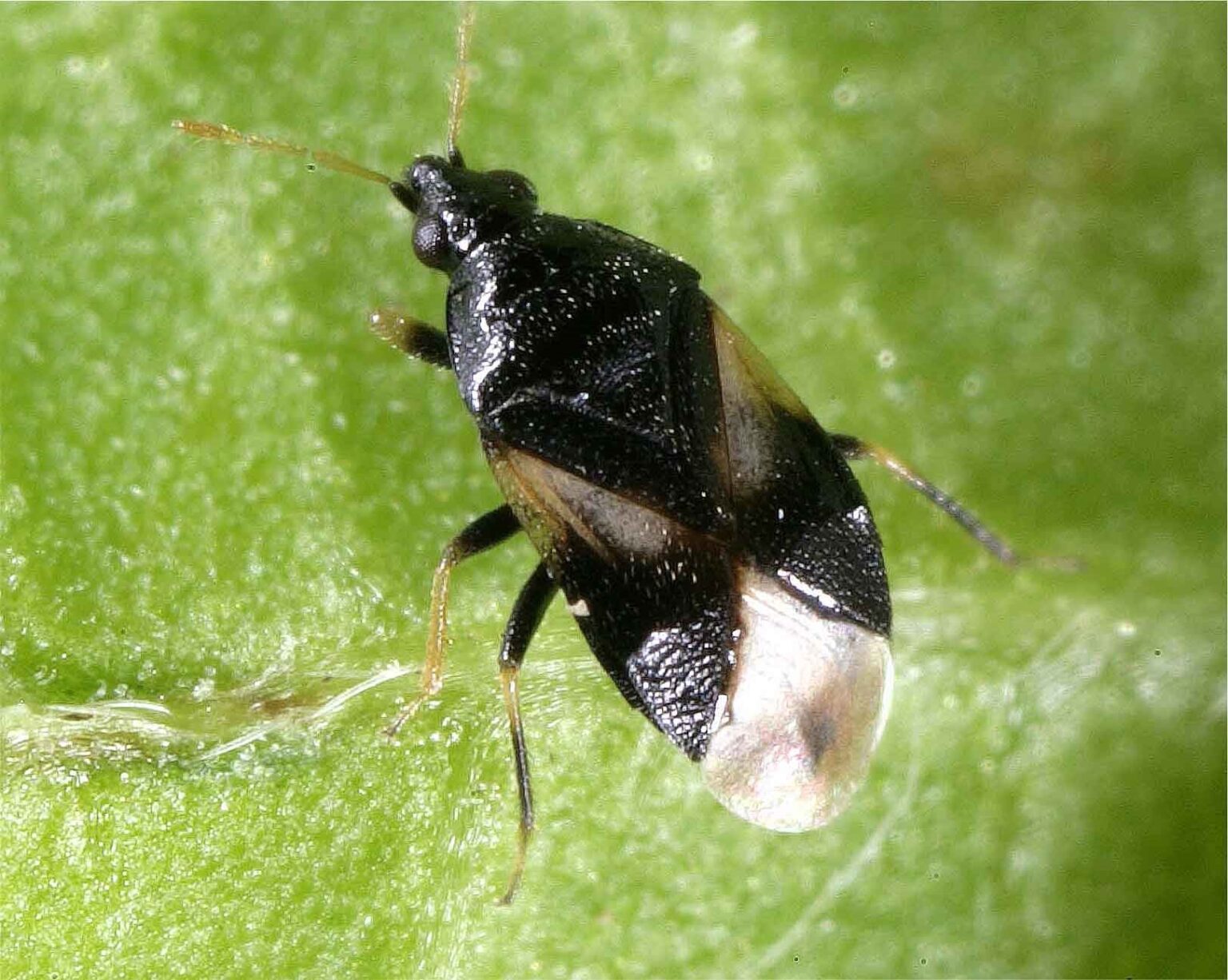 Predatory Bugs : Minute pirate bugs | Hortsense | Washington State ...
