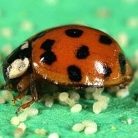 Predatory Beetles : Lady beetles | Hortsense | Washington State University