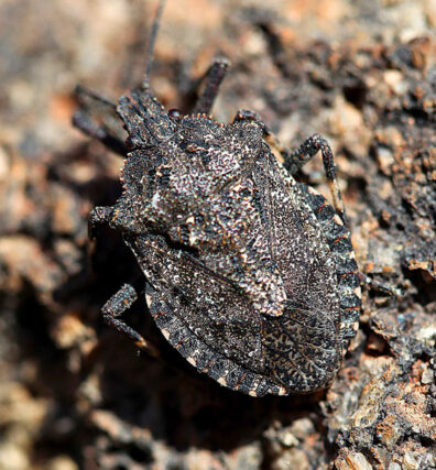 Predatory Bugs : Stink bugs | Hortsense | Washington State University