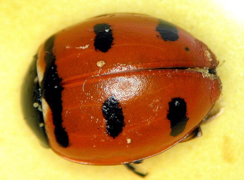 Predatory Beetles : Transverse lady beetles | Hortsense | Washington ...