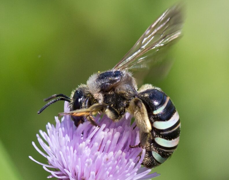 Halictidae: Alkali Bees, Sweat Bees and Cuckoo Bees | Hortsense ...