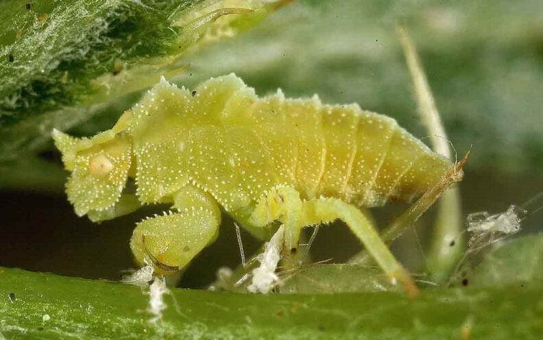 Predatory Bugs : Ambush bugs | Hortsense | Washington State University