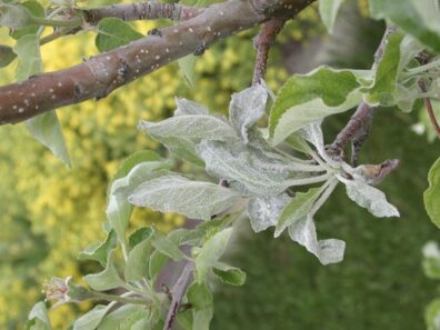 Apple: Powdery mildew | Hortsense | Washington State University