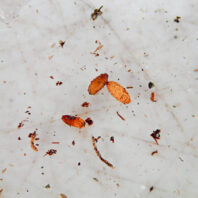 Apple: Apple maggot | Hortsense | Washington State University