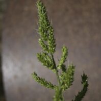 Weeds: Barnyardgrass – Echinochloa crus-galli | Hortsense | Washington ...