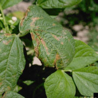 Bean: Bacterial blights | Hortsense | Washington State University