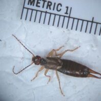 Peach: Earwigs | Hortsense | Washington State University