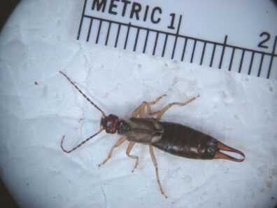 Apple: Earwigs | Hortsense | Washington State University