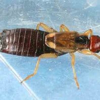 Dahlia: Earwigs | Hortsense | Washington State University