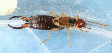 Earwigs | Hortsense | Washington State University