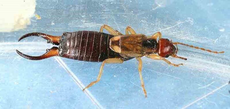 Dahlia: Earwigs | Hortsense | Washington State University