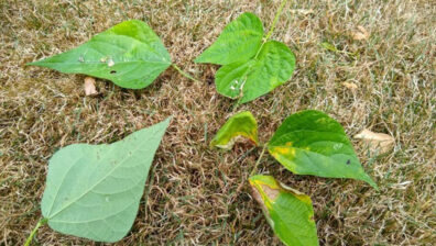 Bean: Bacterial blights | Hortsense | Washington State University