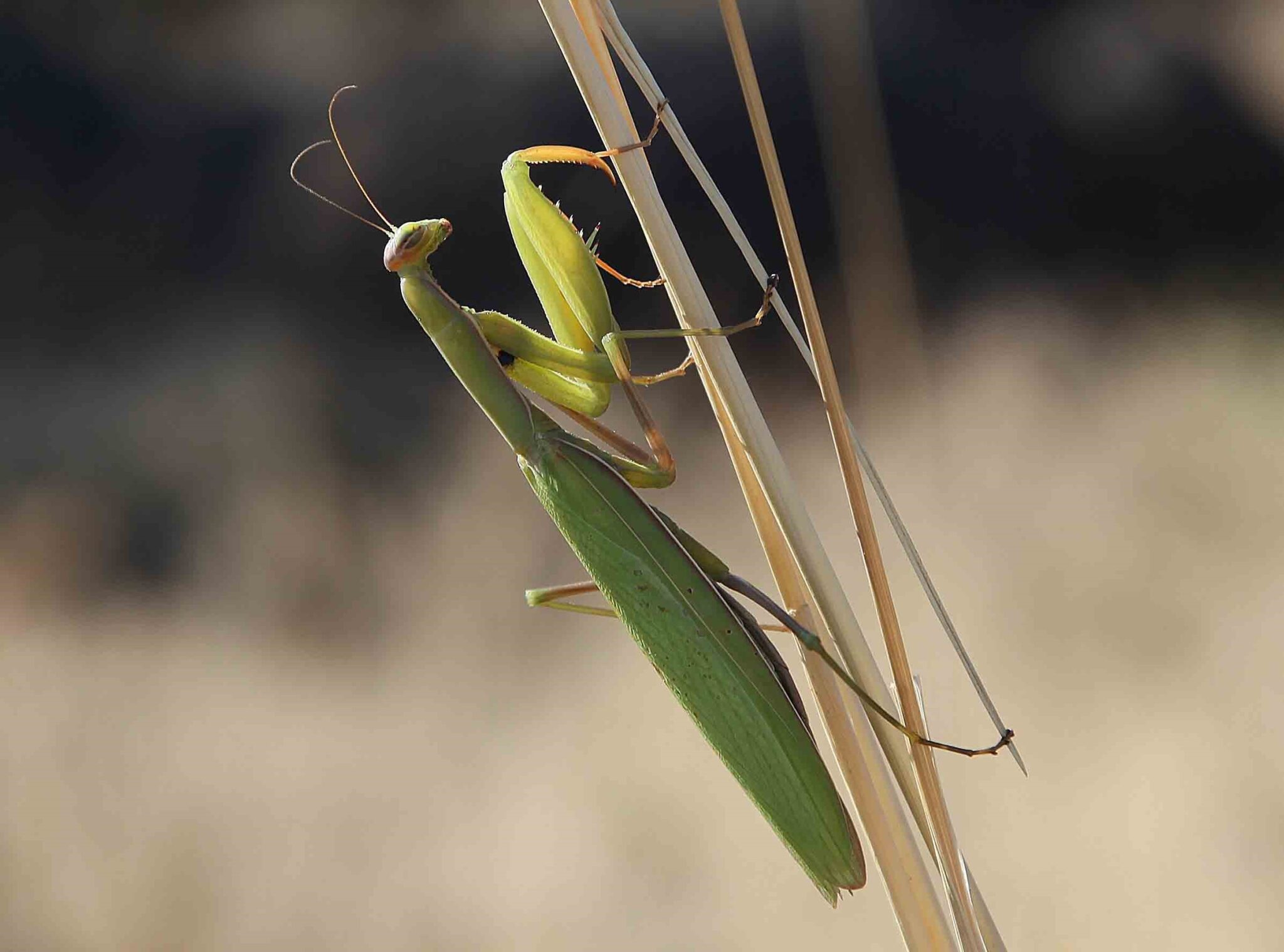 Praying mantid | Hortsense | Washington State University