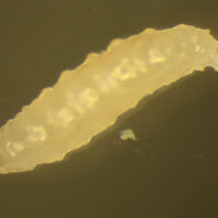 Common Insects and Mites: Spotted wing Drosophila (SWD) | Hortsense ...