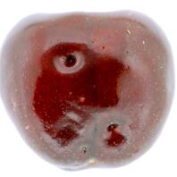 Strawberry: Spotted wing Drosophila (SWD) | Hortsense | Washington ...