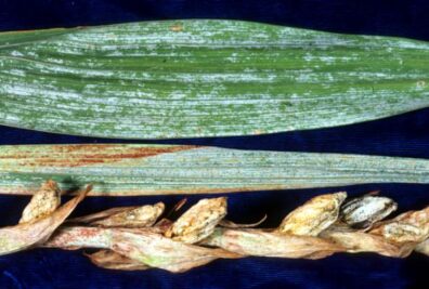 Daylily: Thrips | Hortsense | Washington State University