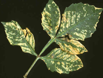 Common Cultural: Air pollution | Hortsense | Washington State University