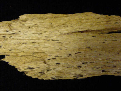 True Fir: Annosus root rot | Hortsense | Washington State University