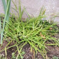 Weeds: Annual bluegrass – Poa annua | Hortsense | Washington State ...