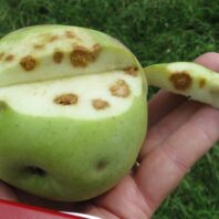 Apple: Brown marmorated stink bug | Hortsense | Washington State University