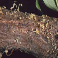 Cherry: Cytospora canker | Hortsense | Washington State University