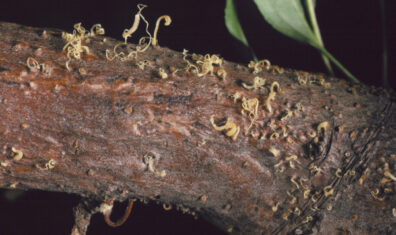 Apple: Cytospora canker | Hortsense | Washington State University