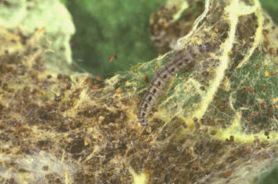 Apple: Apple ermine moth | Hortsense | Washington State University