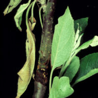 Apple: Nectria canker (European canker) | Hortsense | Washington State ...