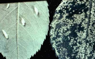 Apple: Leafhoppers | Hortsense | Washington State University