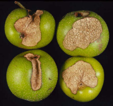 Apple: Fruittree leafroller | Hortsense | Washington State University