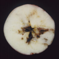 Apple: Apple maggot | Hortsense | Washington State University