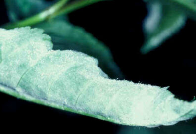 Cherry: Powdery mildew | Hortsense | Washington State University