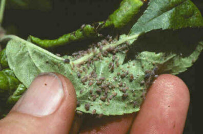 Apple: Aphids | Hortsense | Washington State University